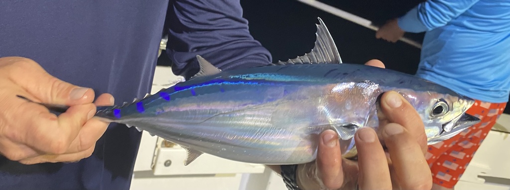 Skipjack Tuna from Gulf of Mexico on September 27, 2021 at 09:26 PM by ...