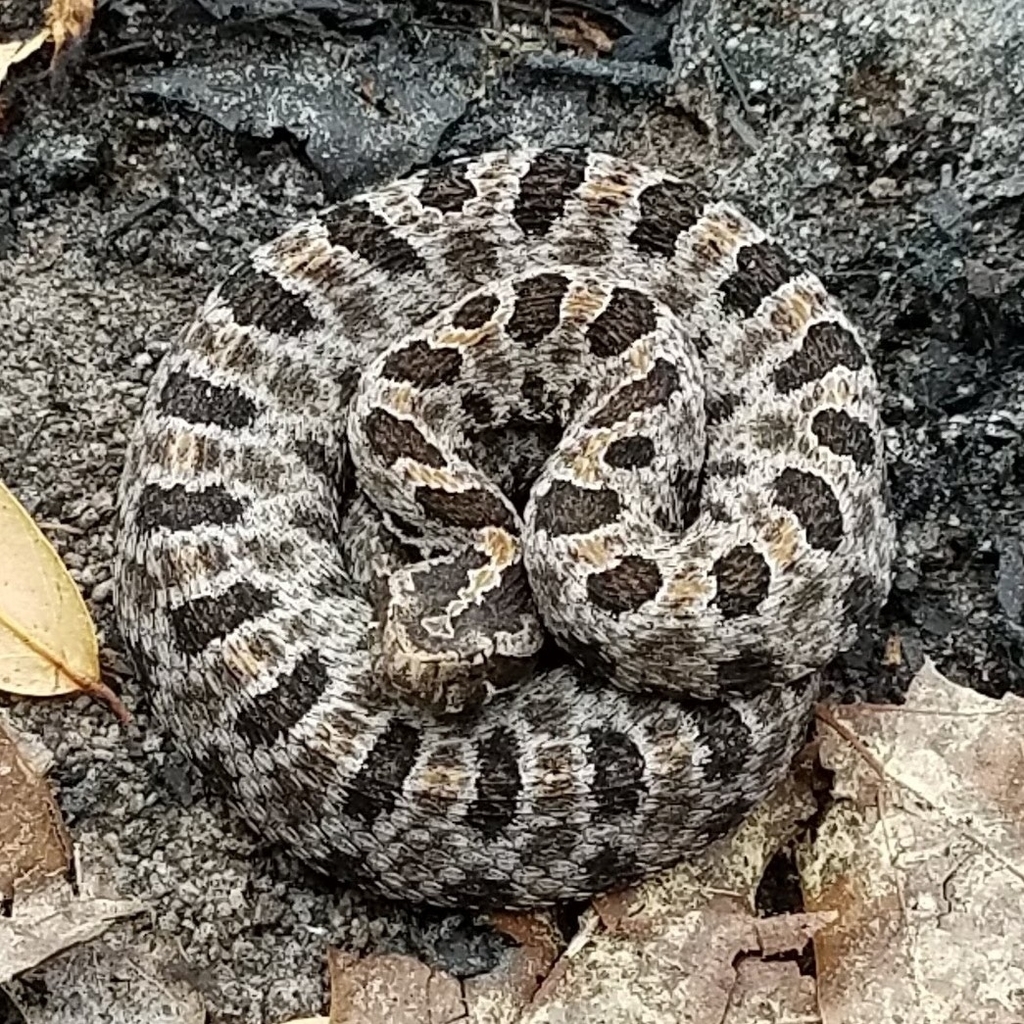 Dusky Pygmy Rattlesnake from Bristol, FL 32321, USA on March 28, 2018 ...