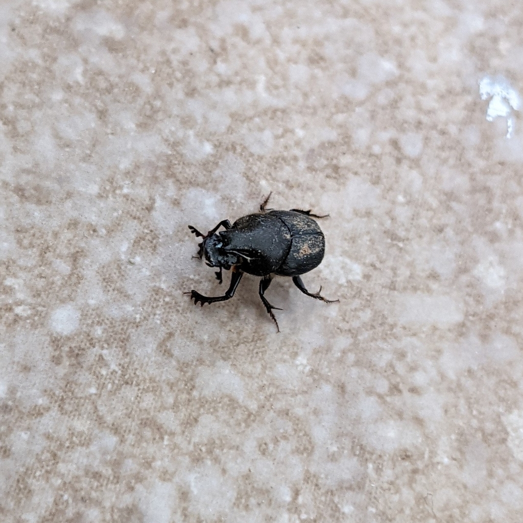 Scooped Scarab from Summerfield on September 29, 2021 at 12:37 PM by ...