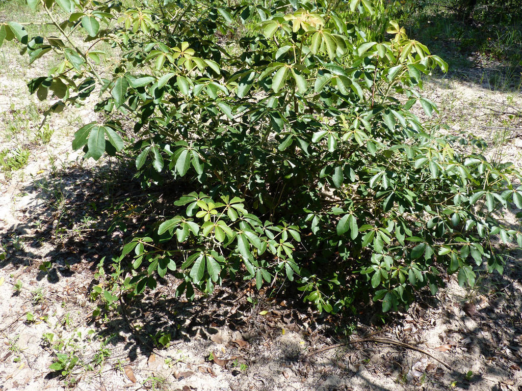 manketti-tree from Caprivi on January 11, 2012 by Wolf-Achim and Hanna ...