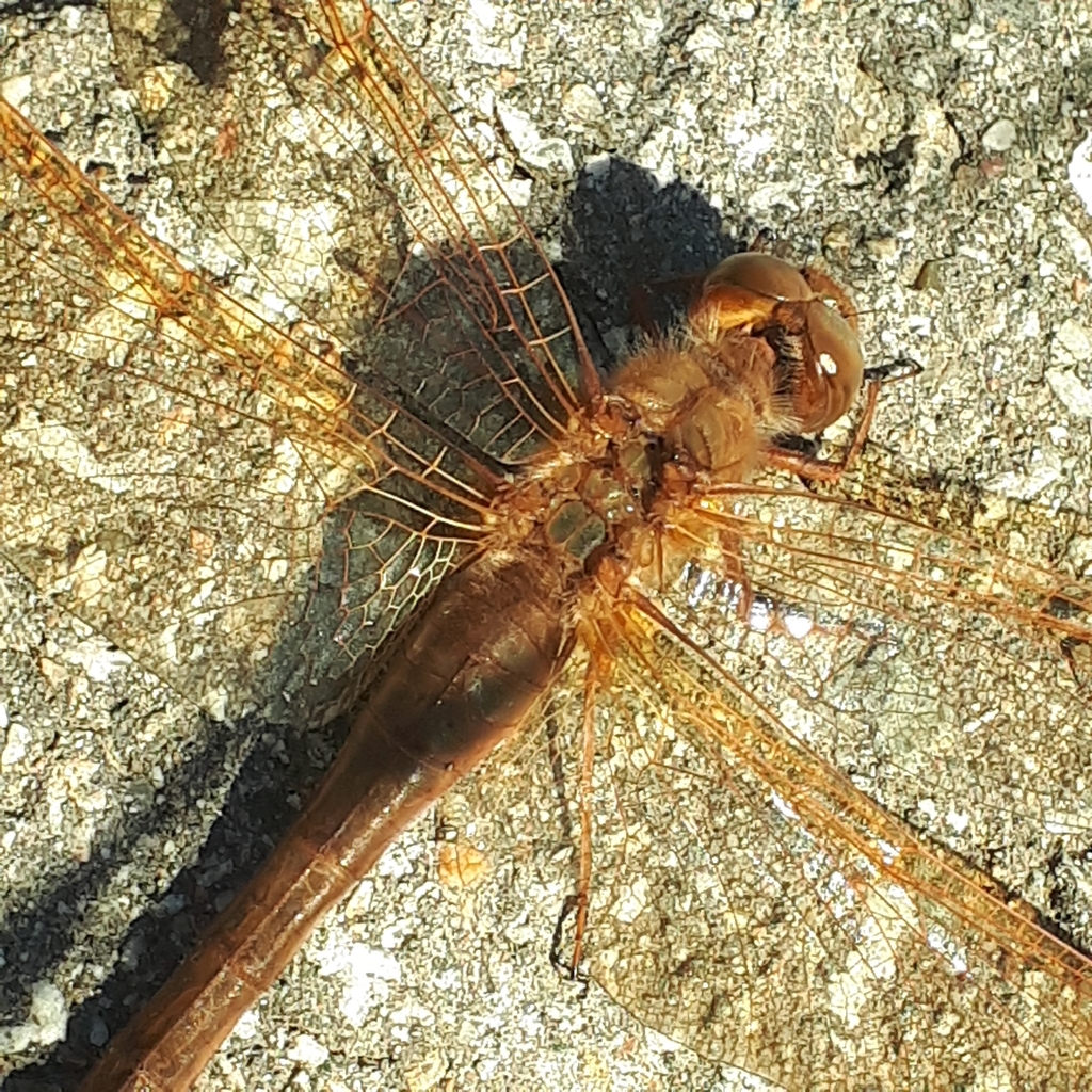 Sympetrum uniforme from Хабаровский край, Россия, 680000 on September ...