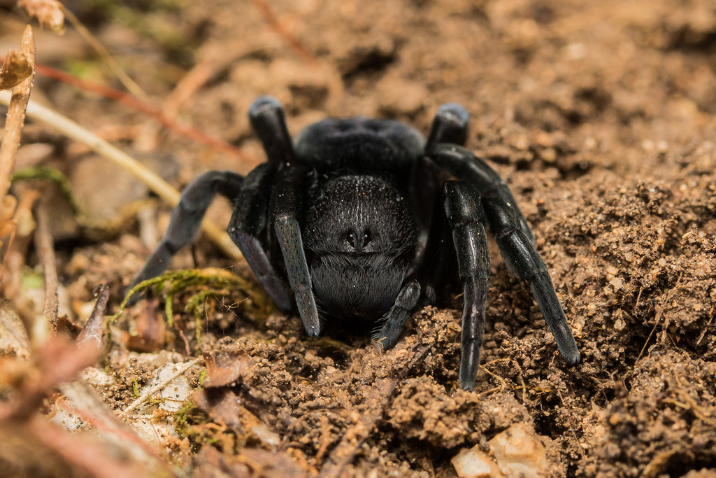 Eresus from Southern Aegean, Greece on May 11, 2021 at 08:07 PM by ...
