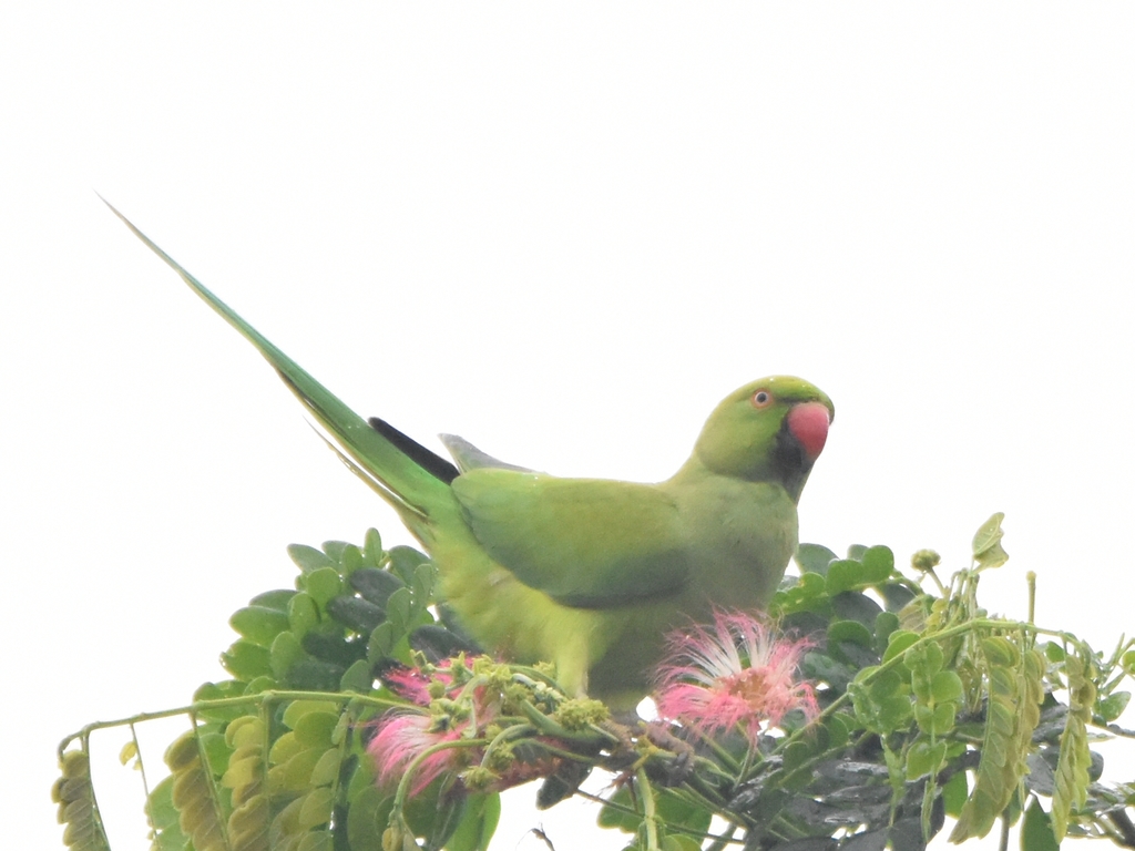 Rose-ringed Parakeet from Blk 334, Singapore on September 30, 2021 by ...
