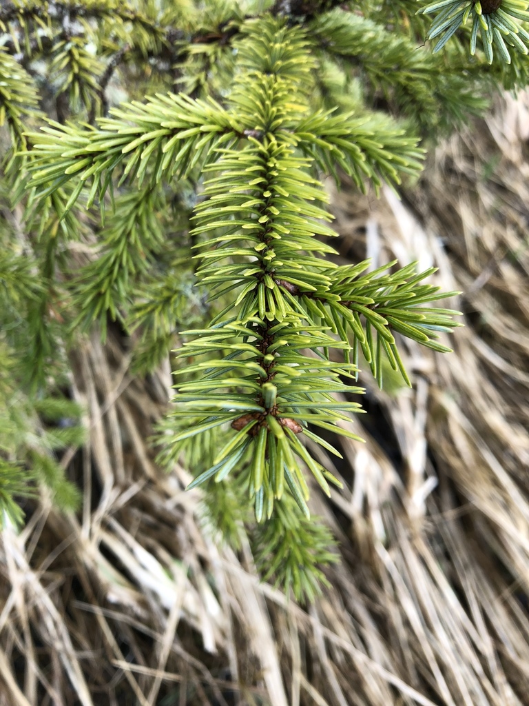 Alaska Sitka Spruce