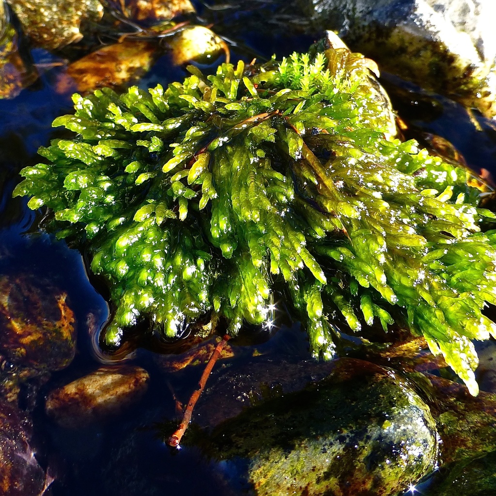 Straw Spear-moss from East Kootenay, BC, Rocky old creek bed, in ...