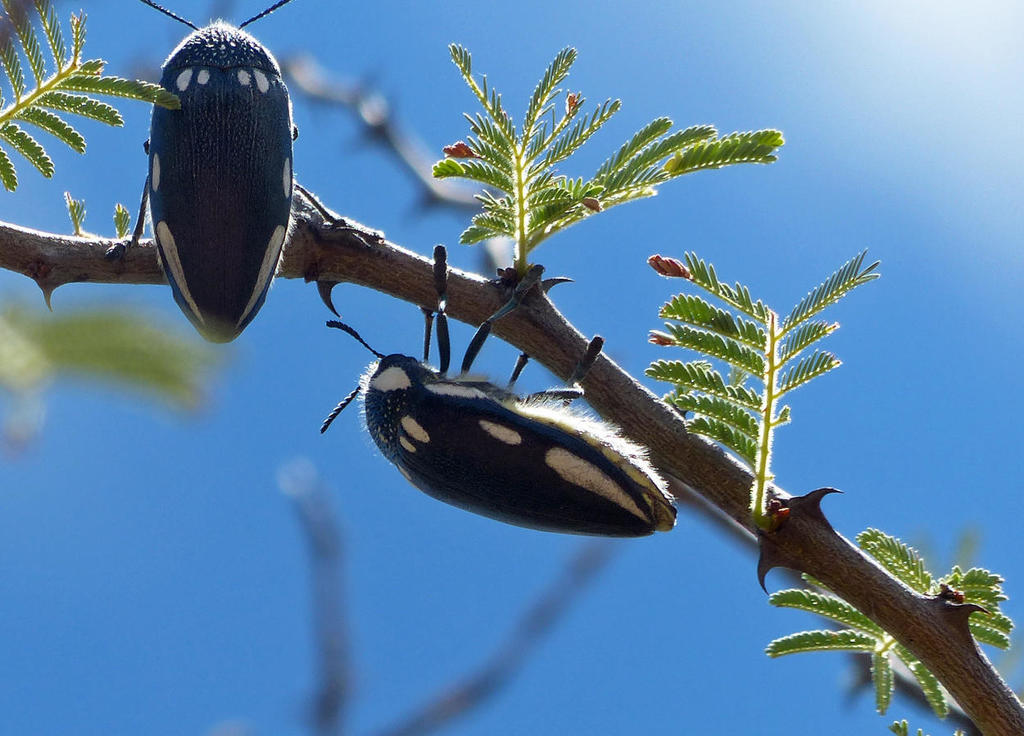 Giant Jewel Beetle from Okonjima on January 19, 2017 by Wolf-Achim and ...