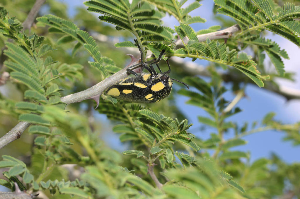 Giant Jewel Beetle from Lianshulu Lodge: appr. 30 km south of ...