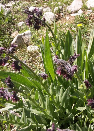 Genus Solenanthus · iNaturalist