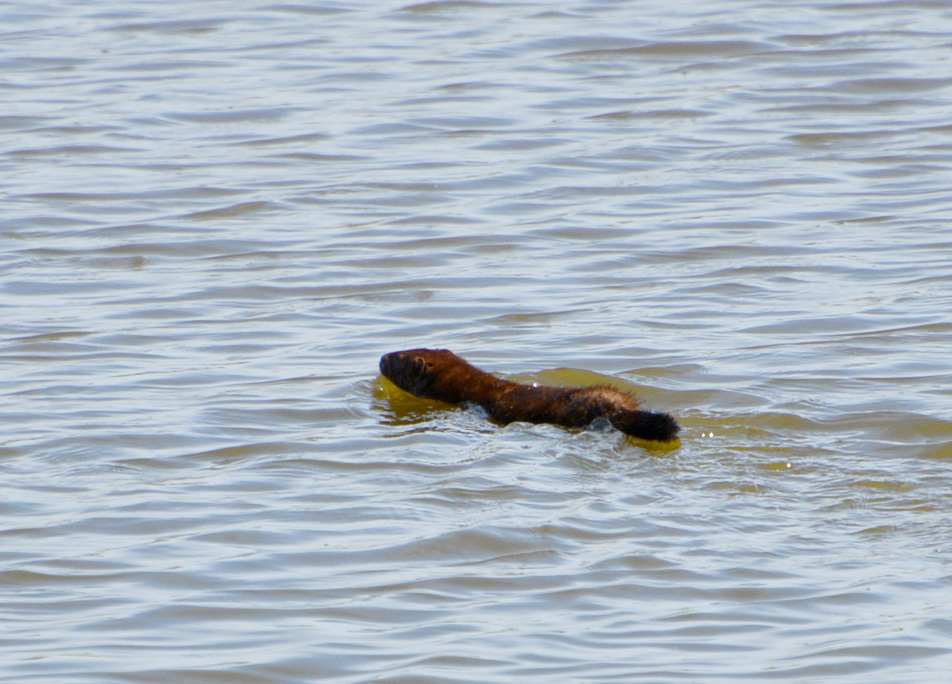American Mink from Dow Wetlands Preserve on March 8, 2015 by Henry ...