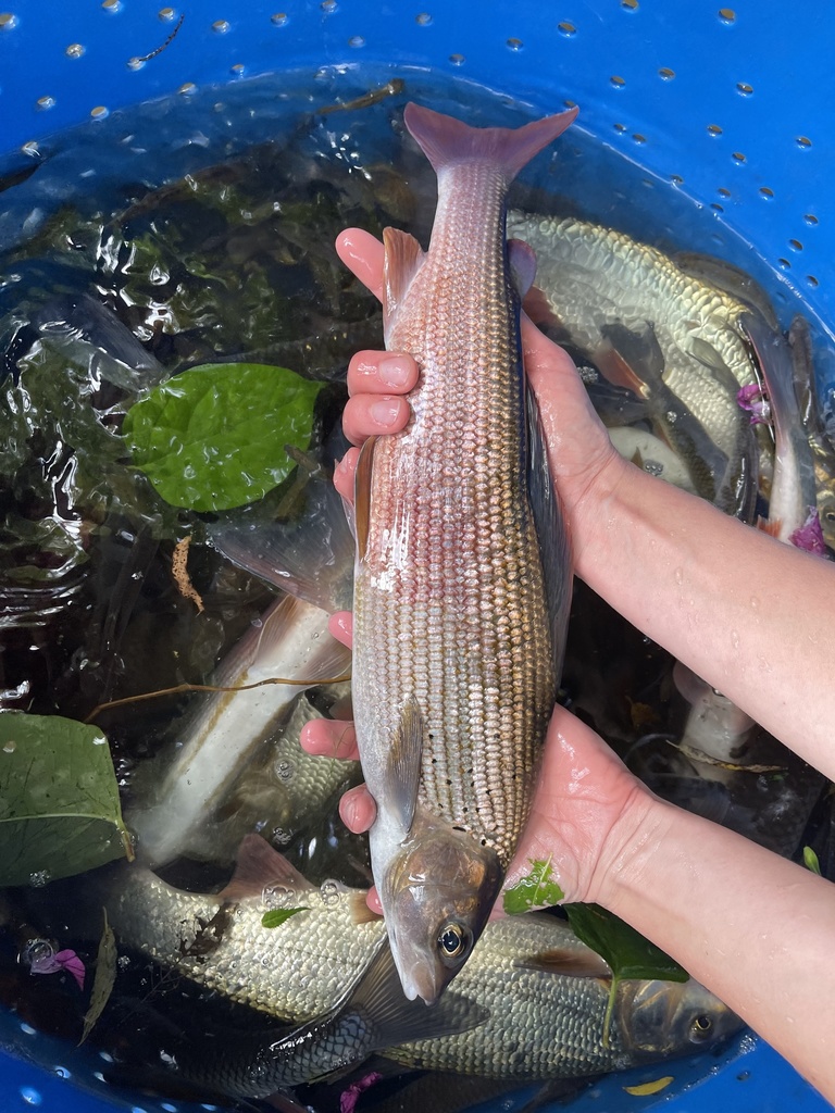 European Grayling from Sulm, Großklein, Steiermark, AT on September 30 ...