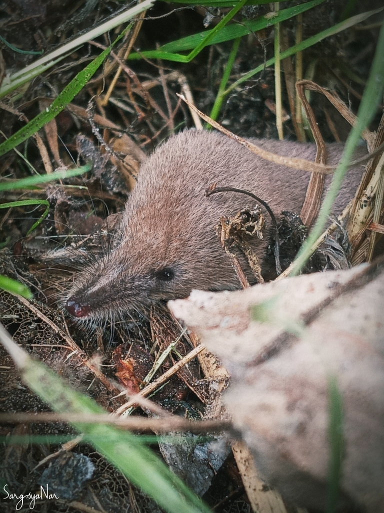 Caucasian Pygmy Shrew from Гегаркуник, Армения on August 20, 2021 at 06 ...
