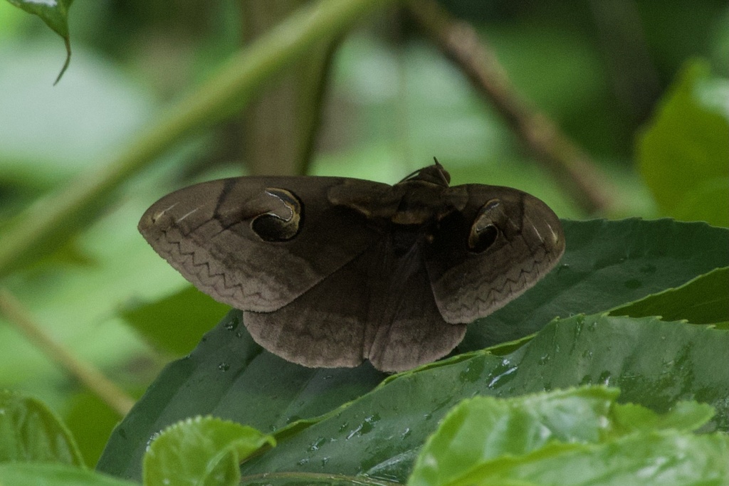 Spirama retorta from Hong Kong Wetland Park, Yuen Long, New Territories ...