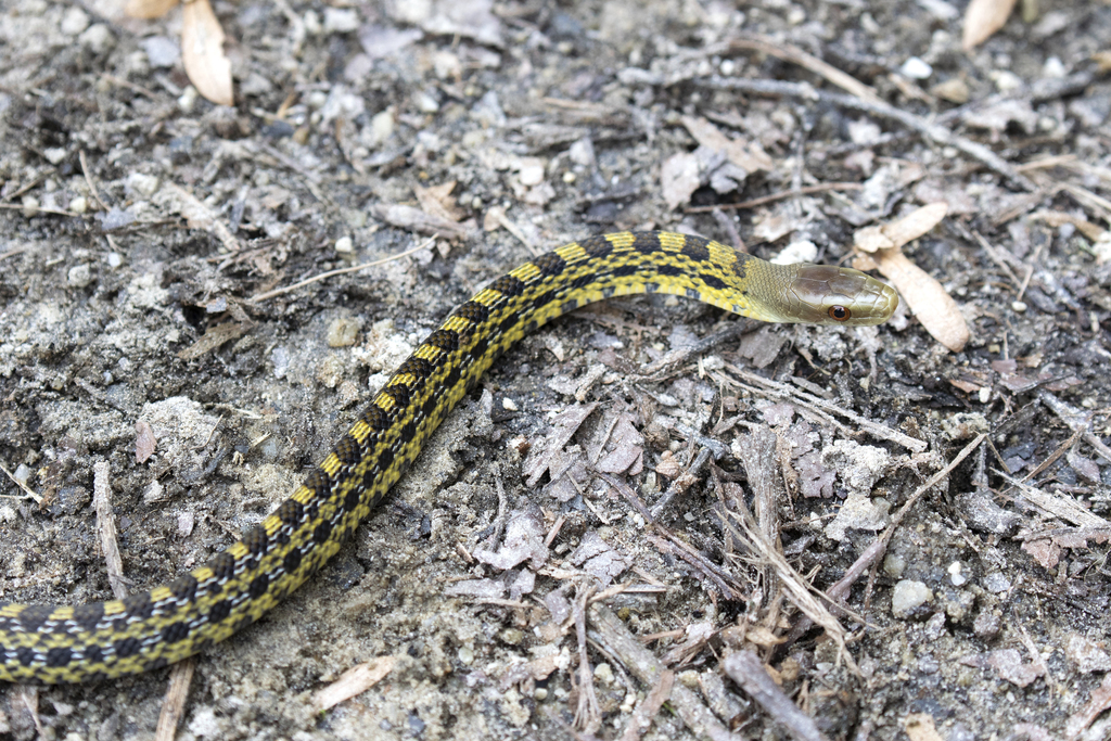 Eastern Trinket Snake from Ngatshang, Bhutan on April 6, 2019 at 12:44 ...