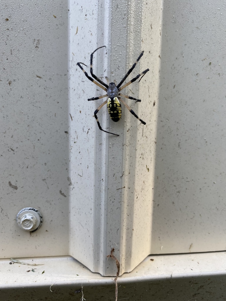 Yellow Garden Spider from College Park, MD, US on October 1, 2021 at 08 ...