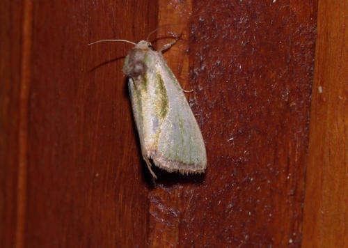 Genus Ectolopha · iNaturalist