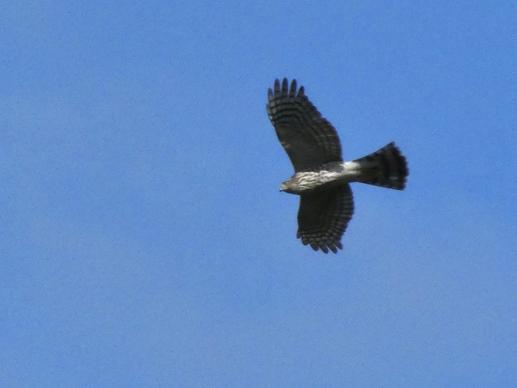 Sharp-shinned Hawk from Palisades Interstate Park, Alpine, NJ, US on ...