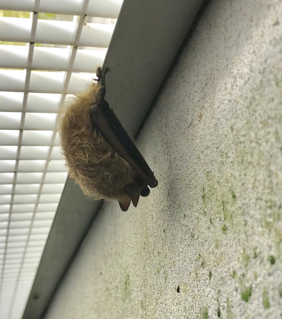Tricolored Bat in April 2018 by paulhetland · iNaturalist