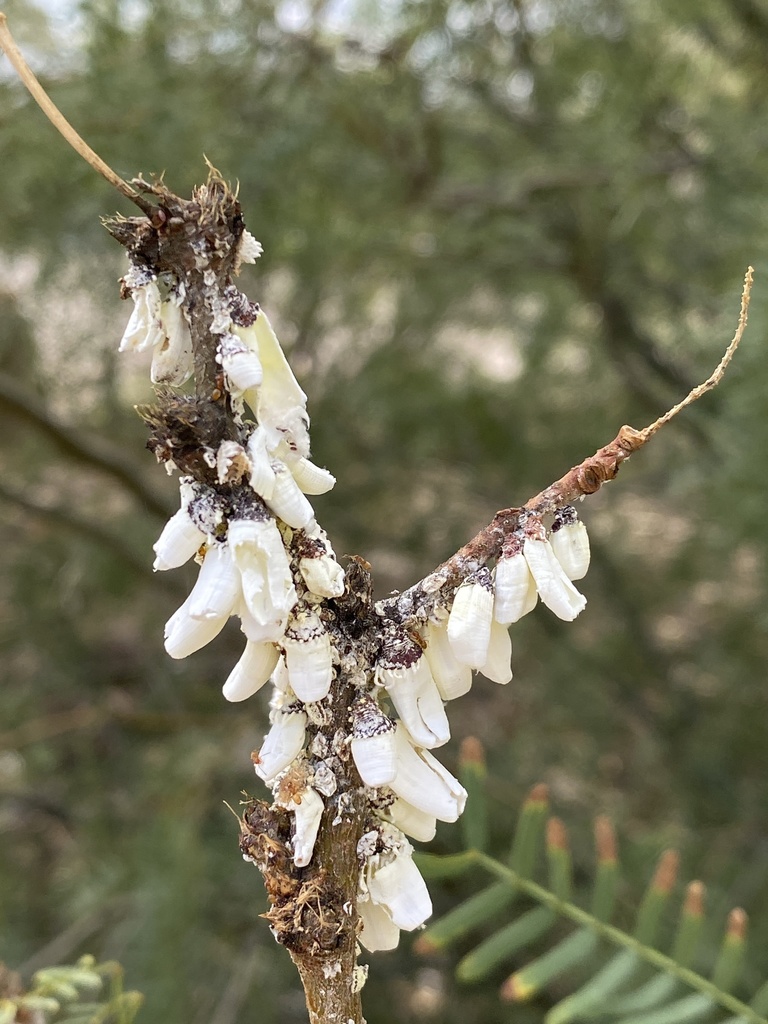 Riley's Giant Scale Insect from Veater St, Truth or Consequences, NM ...