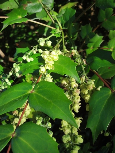 Japanese Mahonia (Mahonia japonica) · iNaturalist