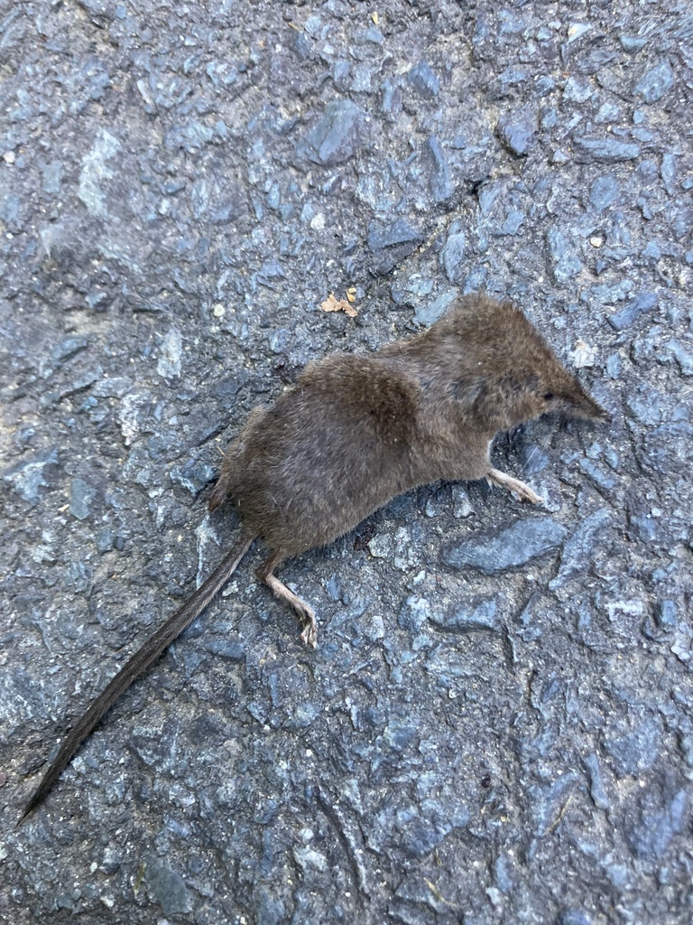 Masked Shrew from Timber Lakes Dr, Todd, NC, US on September 28, 2021 ...