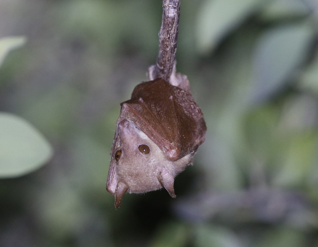 Lesser Long-tongued Fruit Bat (Macroglossus minimus) - Know Your Mammals