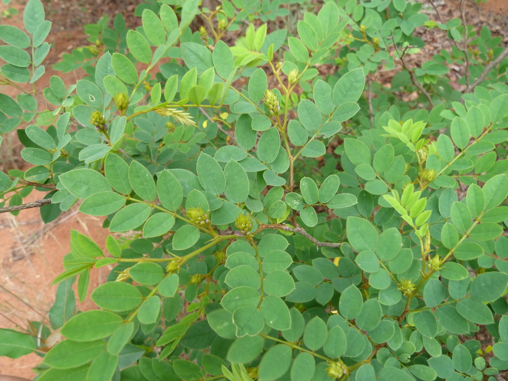 bright indigo-tree from Mopani, South Africa on December 19, 2013 at 10 ...