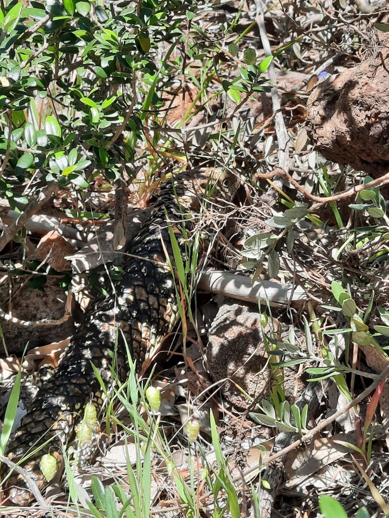 Shingleback Lizard from Urrbrae SA 5064, Australia on October 02, 2021 ...