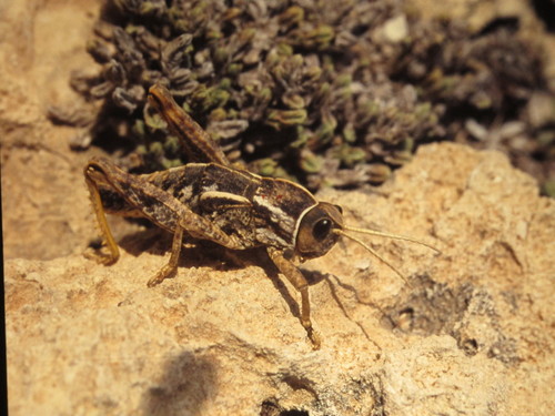 Lampedusa Stone Grasshopper (Pamphagus ortolaniae) · iNaturalist