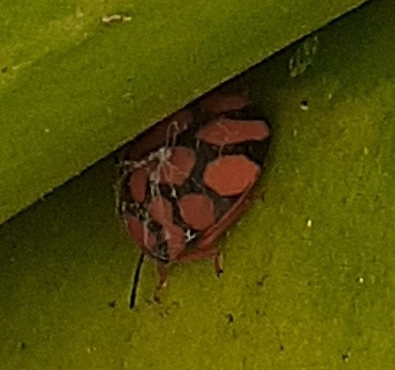 Ladybird bug from Rangeview, Krugersdorp, 1739, South Africa on ...
