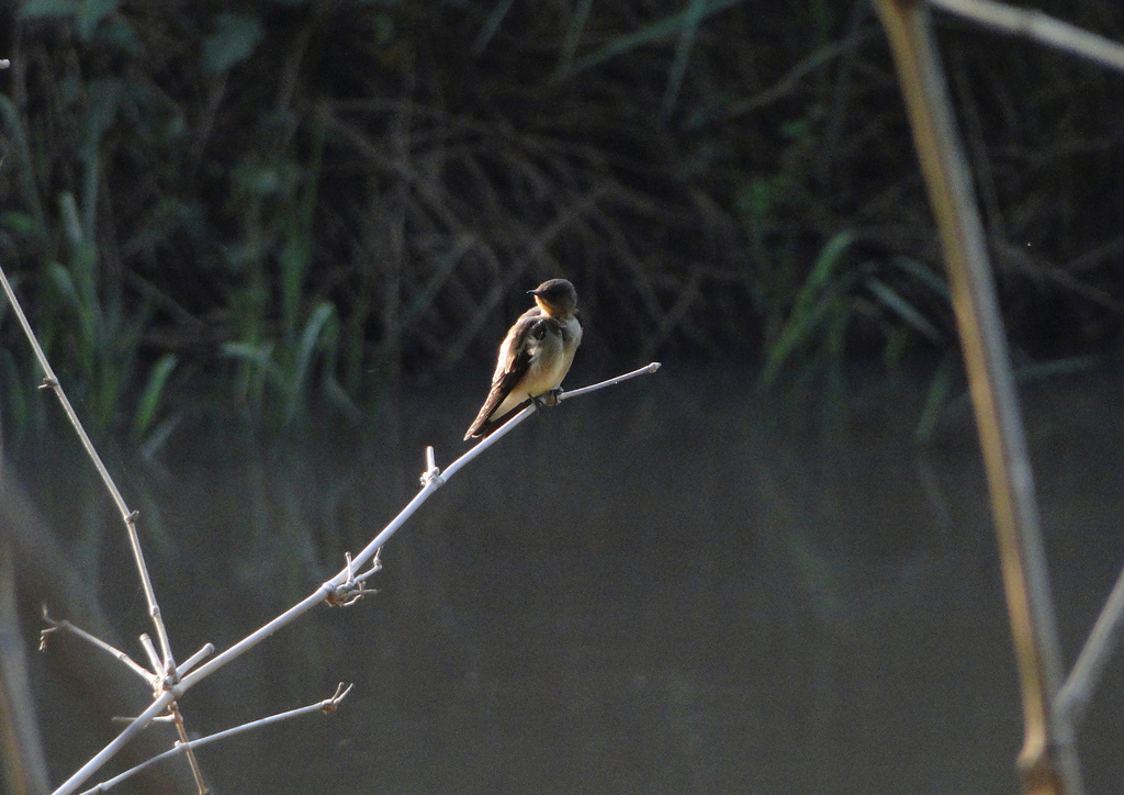 Southern Rough-winged Swallow from Olímpia - SP, 15400-000, Brasil on ...