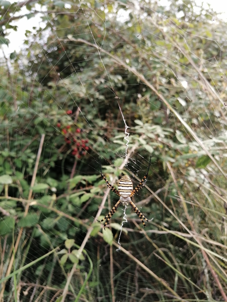 Banded Garden Spider from 83560 Rians, France on October 2, 2021 at 03: ...