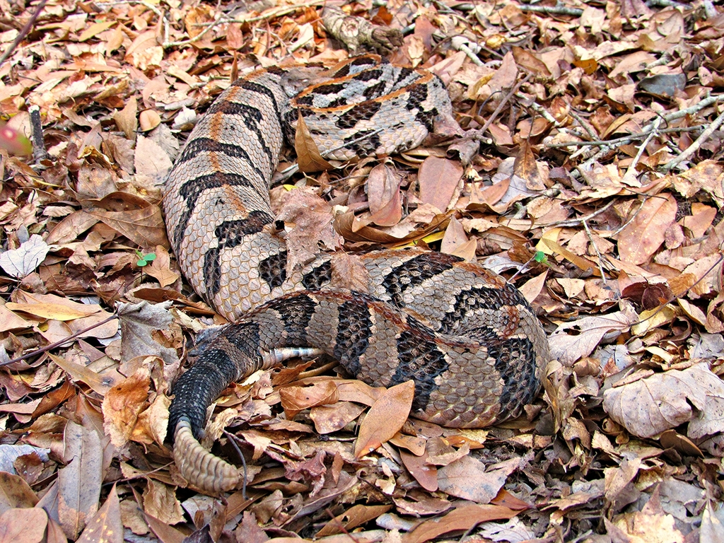 Timber Rattlesnake in January 2015 by Matthew Fedler · iNaturalist