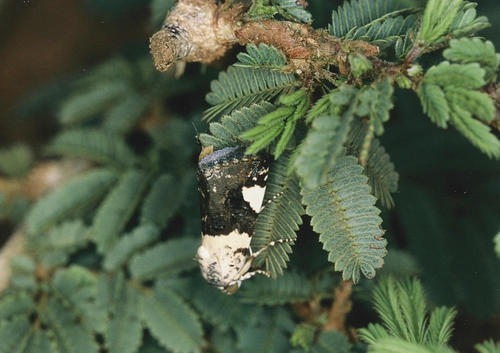 Acontia permutata · iNaturalist