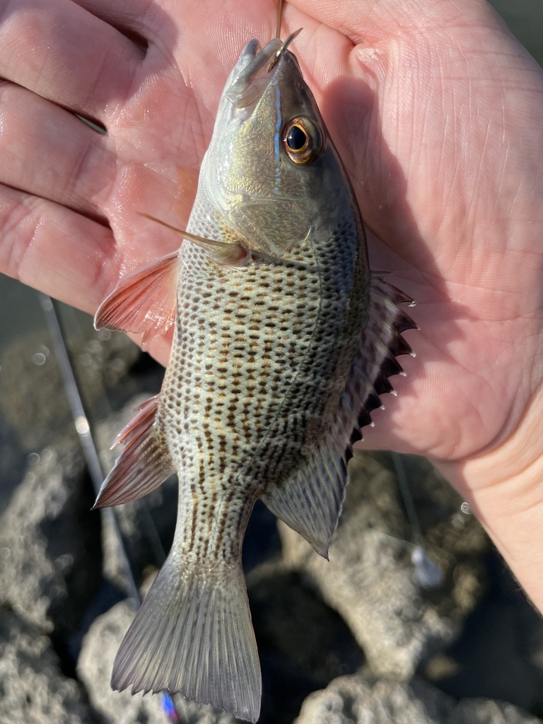 Gray Snapper from North Atlantic Ocean, NC, US on October 1, 2021 at 04 ...