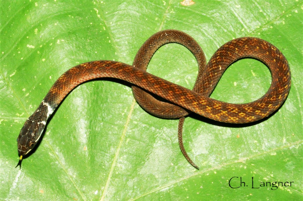 Red-bellied Keelback (Rhabdophis conspicillatus) - Snakes and Lizards
