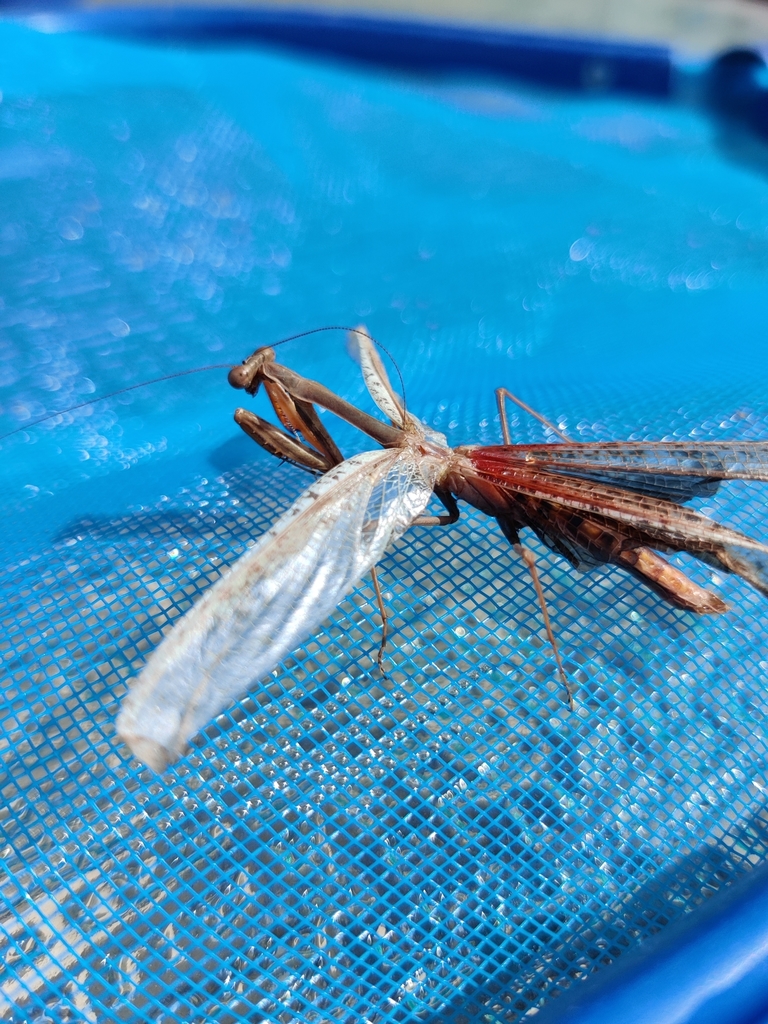 California Mantis from Lake Murray, San Diego, CA, USA on October 2 ...