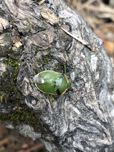 Chlorochroa reuteriana · iNaturalist