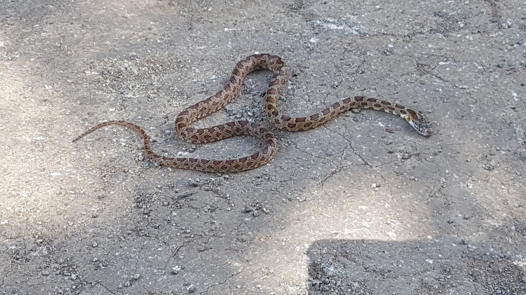 Green Rat Snake from Provincia de Puntarenas, CR on February 9, 2018 at ...