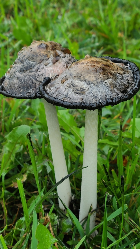 Shaggy Mane from Thunder Bay, ON P7C 5M9, Canada on October 2, 2021 at ...