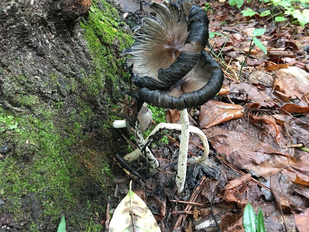 Psathyrellaceae from William B. Umstead State Park, Raleigh, NC, US on ...