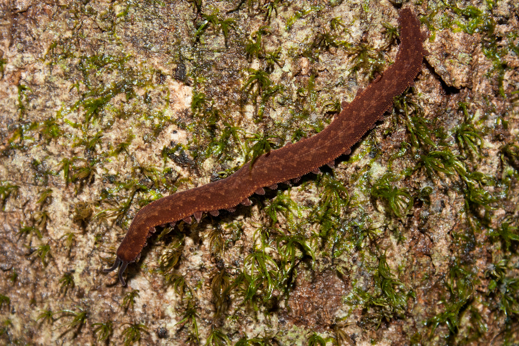 equatorial velvet worms from Saint-Elie, French Guiana on March 19 ...