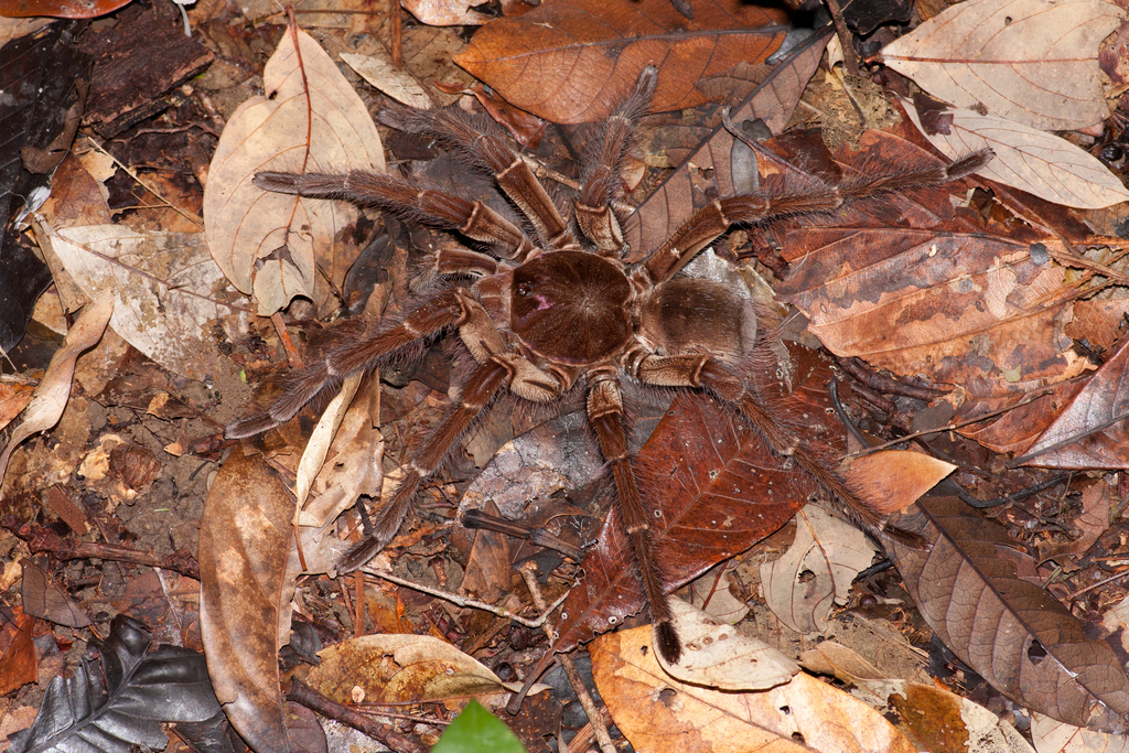 Goliath Birdeater in February 2013 by andriusp · iNaturalist