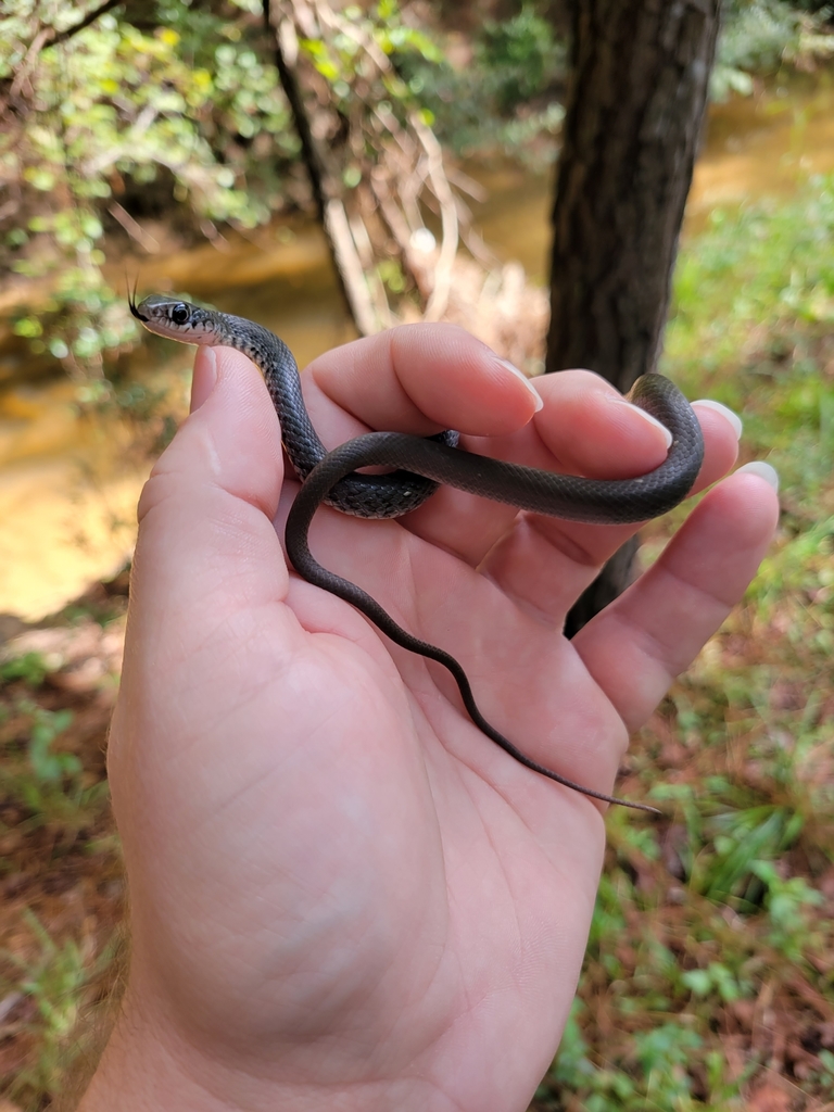 Buttermilk Racer from Conroe, TX 77384, USA on October 2, 2021 at 03:35 ...