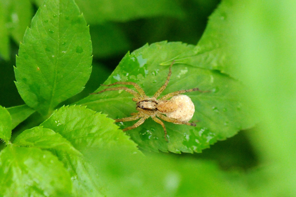 Leopard Spider from 沙螺洞 on May 17, 2013 at 05:10 PM by WK Cheng ...