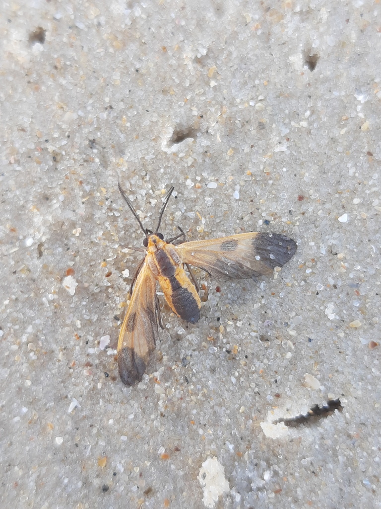Dycladia lucetius from Campeche, Florianópolis - SC, Brasil on ...