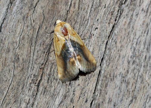 Acontia aureola · NaturaLista Colombia