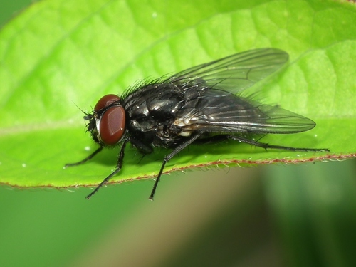 Hydrotaea dentipes · iNaturalist