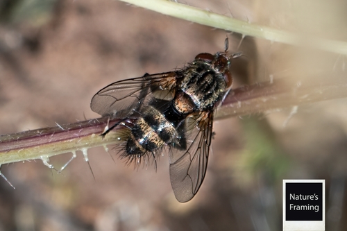 Chetogena parvipalpis · iNaturalist Mexico