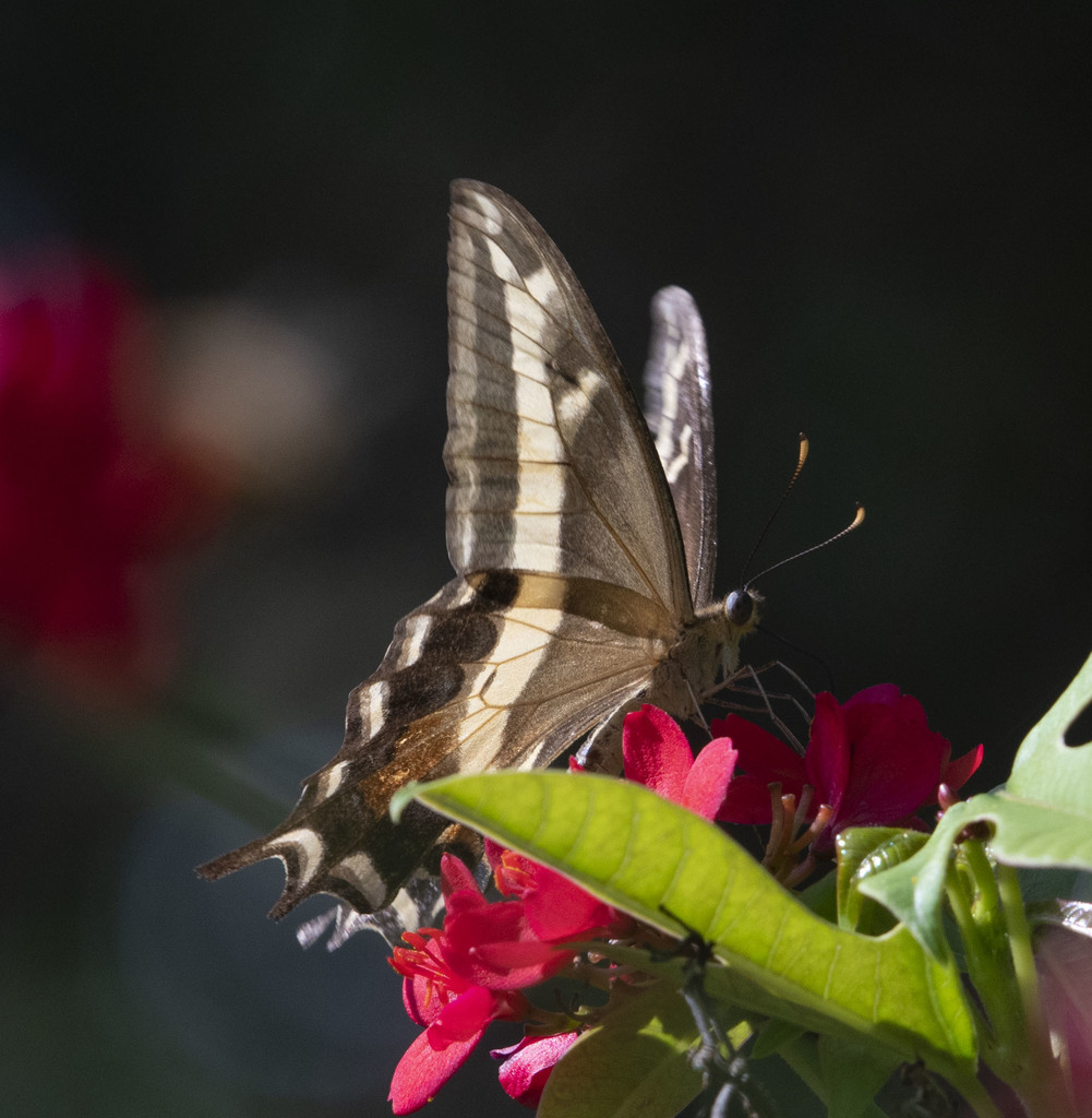 Bahamian Swallowtail from North Key Largo, FL 33037, USA on August 11 ...