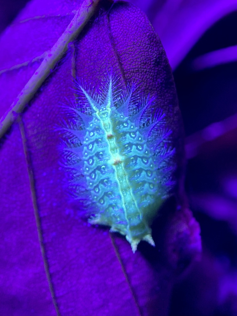 Crowned Slug Moth from Lothian, MD, US on October 02, 2021 at 07:38 PM ...